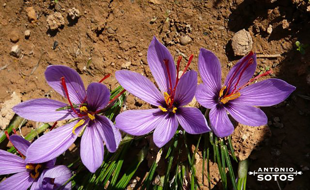 Saffron, the spice against cancer and Alzheimer's - Antonio Sotos