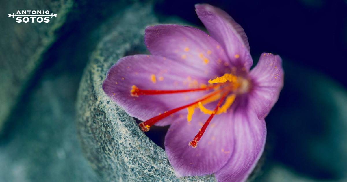 Curiosidades de la rosa del azafrán que seguramente no conocías ...